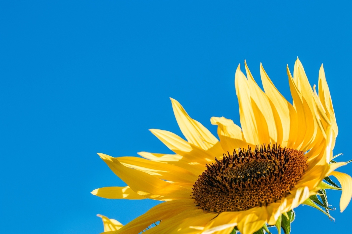 Positive Affirmations And Lupus Lupuscorner